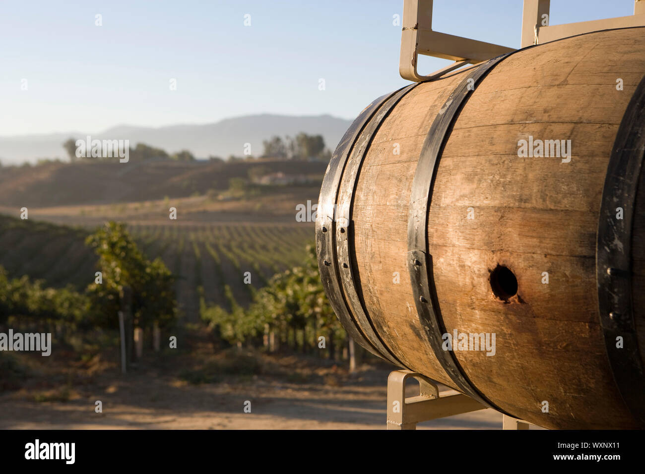 Wine barrel in vineyard Stock Photo - Alamy