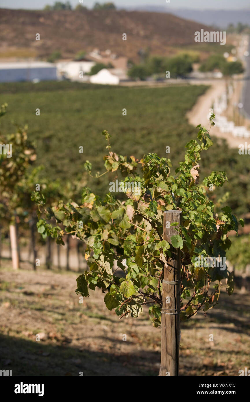 Grapes in vineyard Stock Photo - Alamy