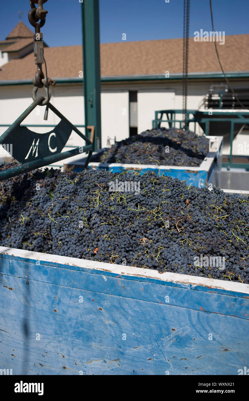 Abundance of grapes in containers Stock Photo - Alamy