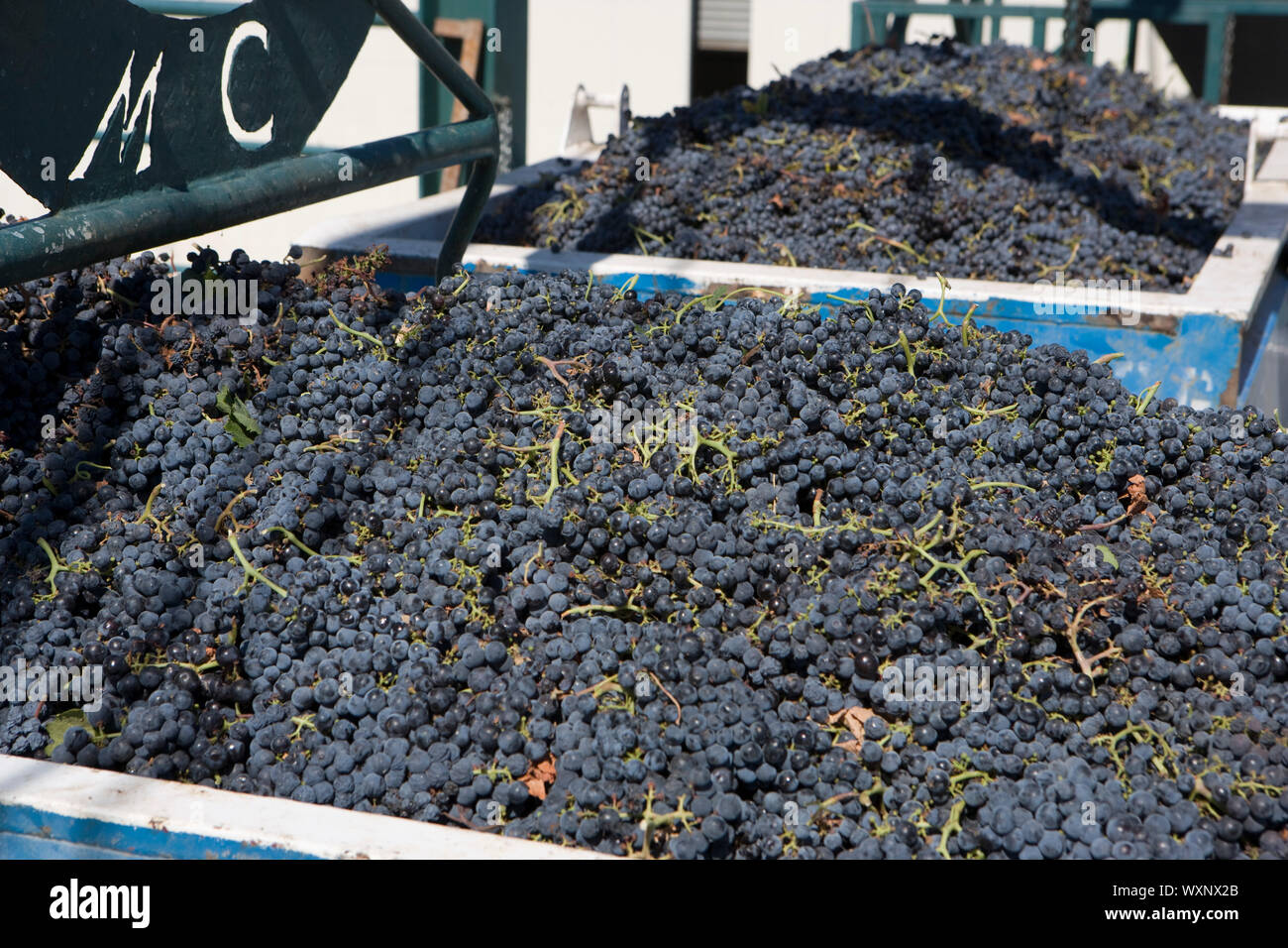Abundance of grapes in containers Stock Photo - Alamy