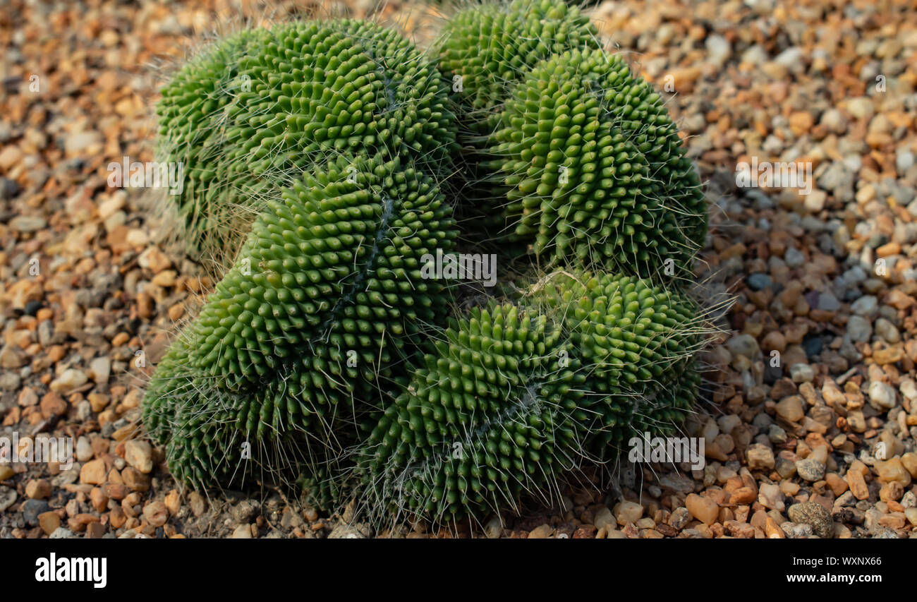 Spiny plant hi-res stock photography and images - Alamy