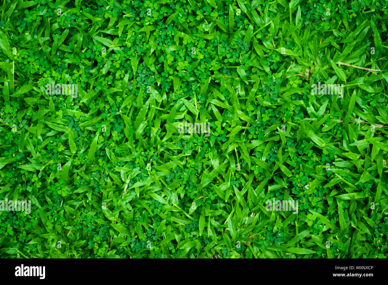 Green grass home outdoor field background Stock Photo - Alamy