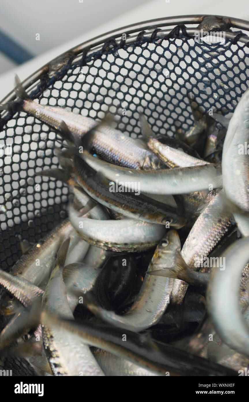 Net Full of Fish Stock Photo - Alamy