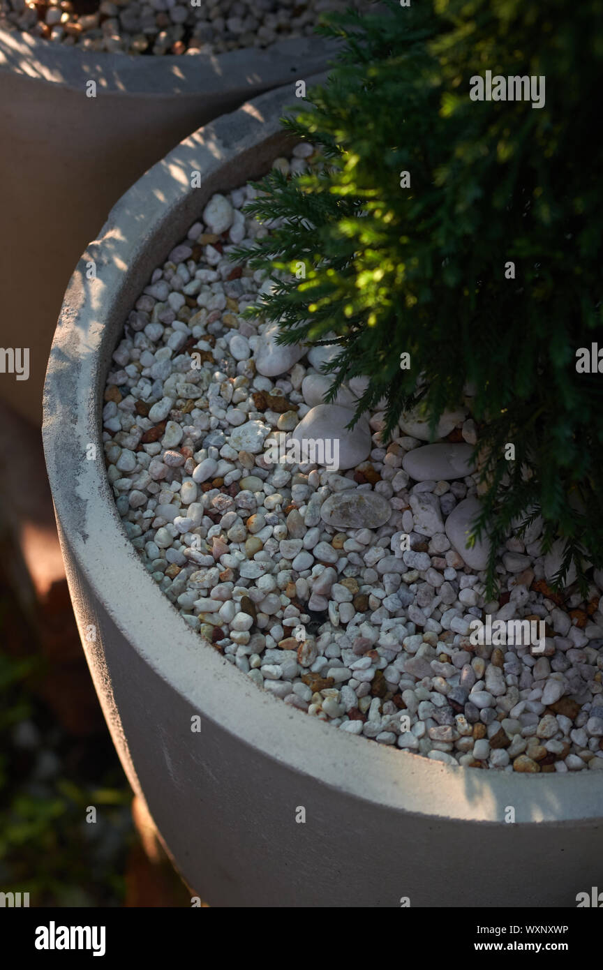 White pebbles in the cement pot Stock Photo - Alamy