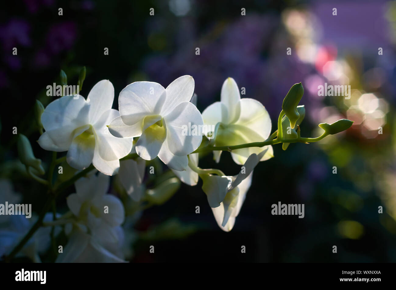 The orchids in the shade of a tropical garden Stock Photo - Alamy
