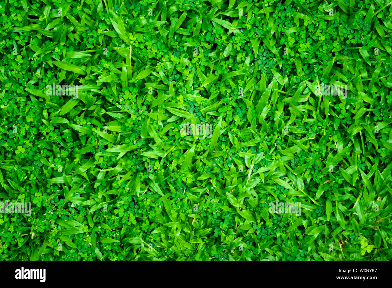 Green grass home outdoor field background Stock Photo - Alamy