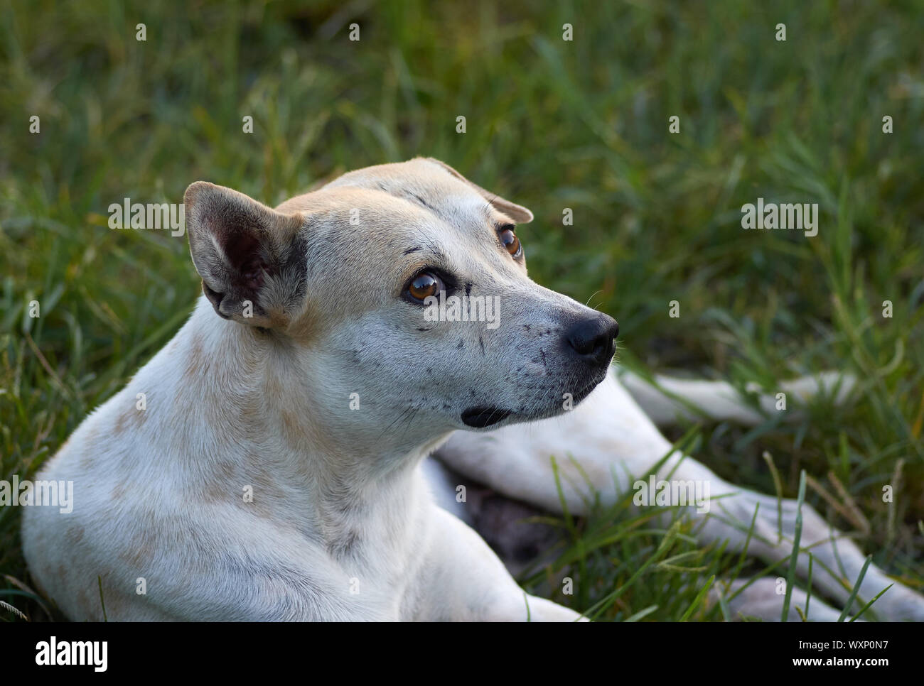 White stray dog lying down on grass Stock Photo - Alamy