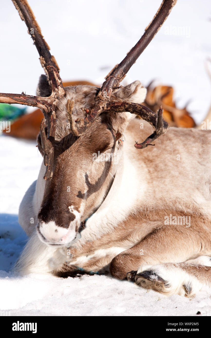 Deer sleeping in snow hi-res stock photography and images - Alamy