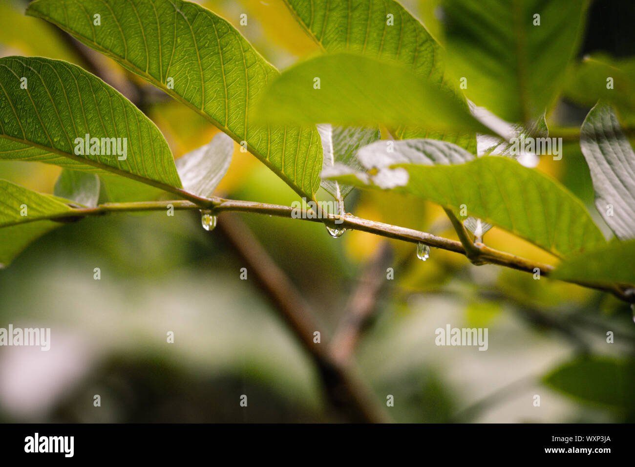 Rain on guava tree hi-res stock photography and images - Alamy