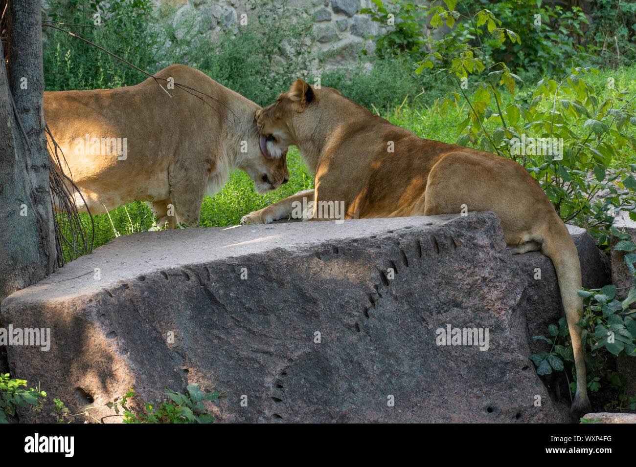 Zoo care taking hi-res stock photography and images - Alamy