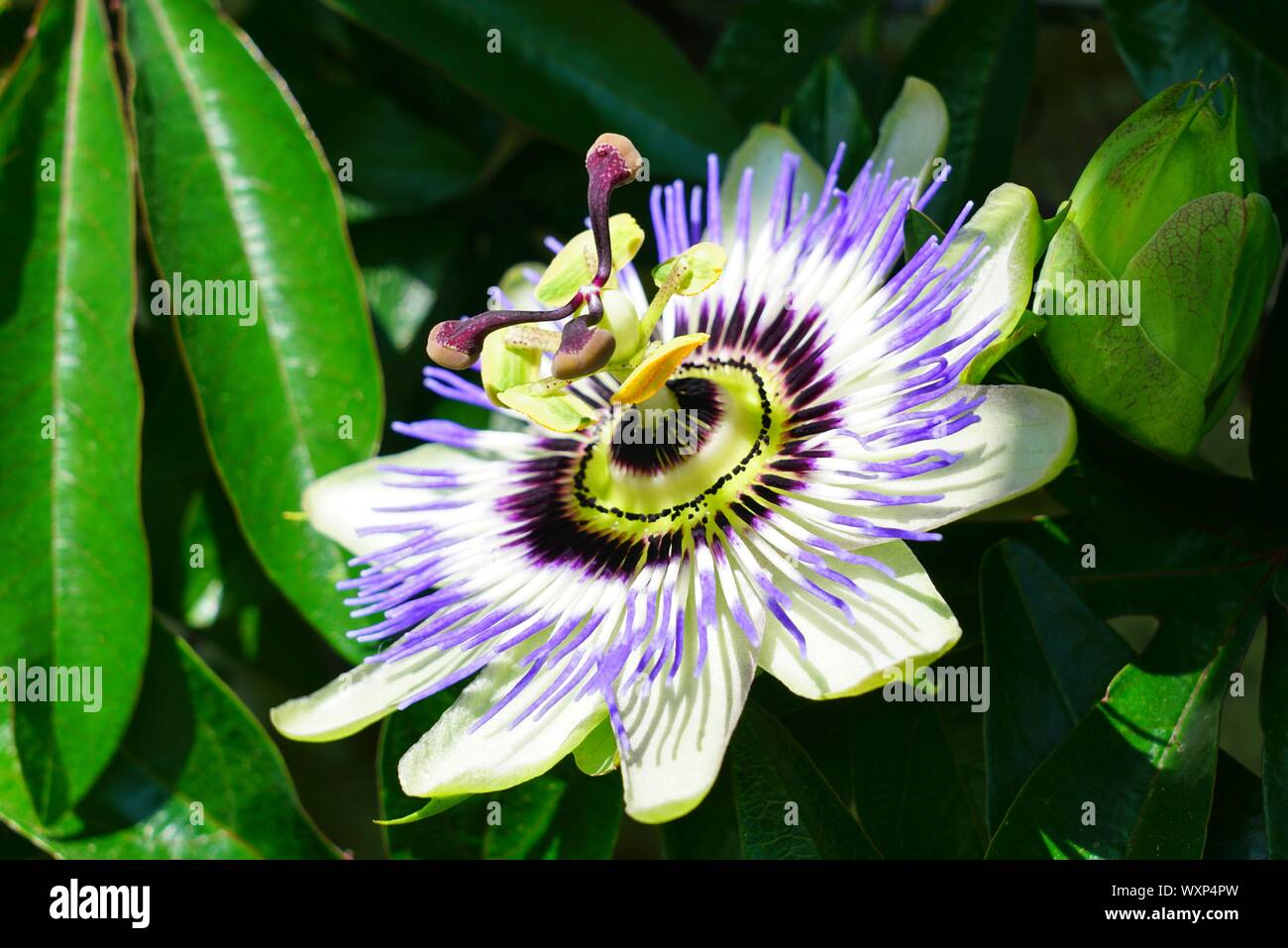 Purple and white flower of the passiflora caerulea vine Stock Photo - Alamy