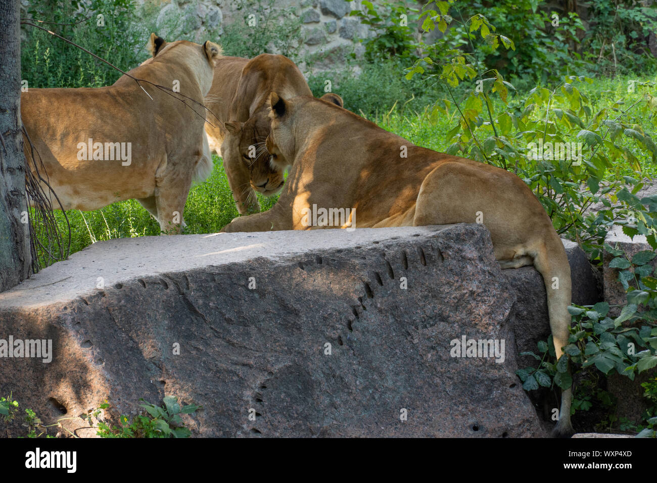 Lions are taking care of each other. Wild nature Stock Photo - Alamy