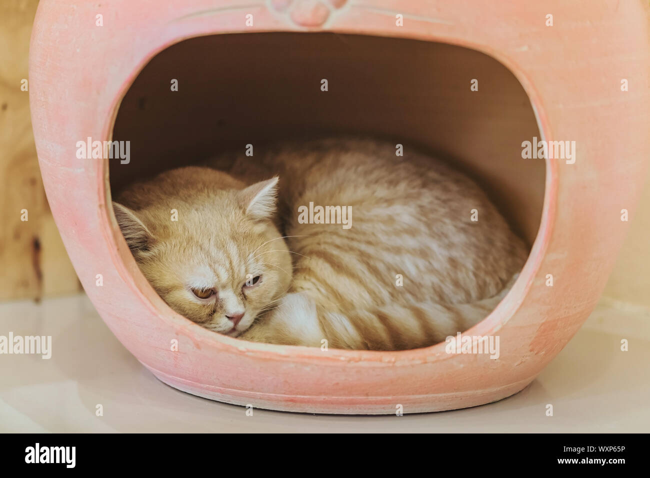 The lazy cat is sleeping lazily in the house Stock Photo - Alamy