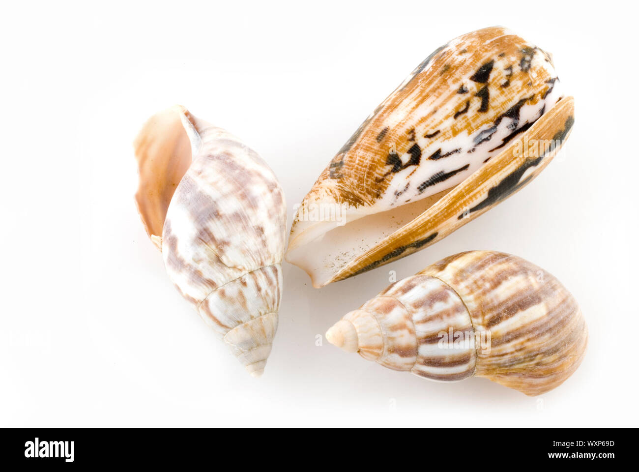 three colored sea-shells on a white underground Stock Photo - Alamy