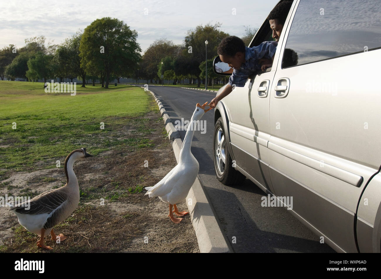 Boy (5-6) feeding geese from car Stock Photo - Alamy