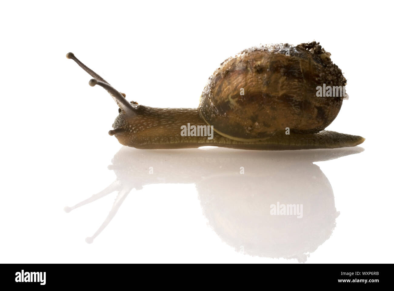 snail mail by an very slow postman Stock Photo - Alamy