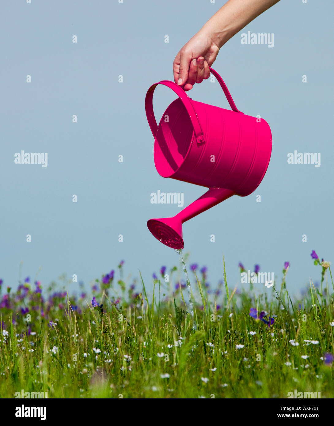 Female hand holding a water can and watering the flowers Stock Photo ...