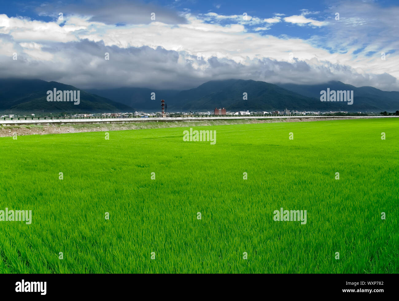It is a green new rice land background Stock Photo - Alamy