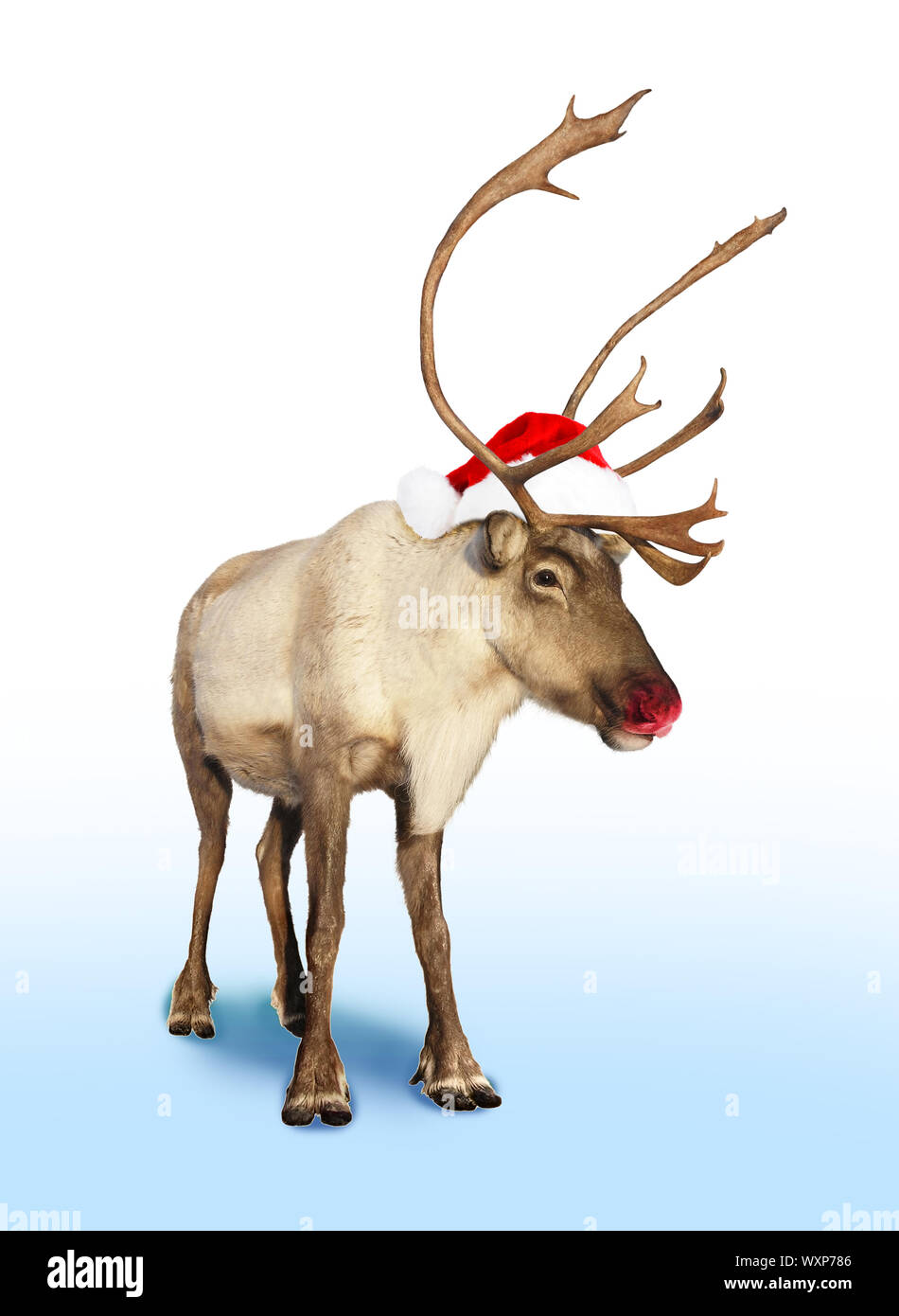 Rudolph red nose reindeer or caribou with Christmas hat Stock Photo - Alamy