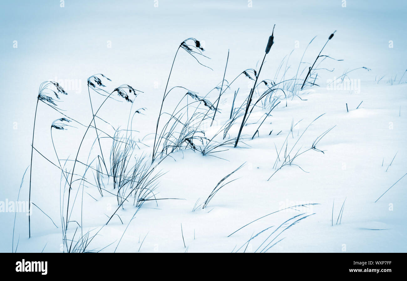 Winter scene with cold frozen reeds in the wind Stock Photo - Alamy