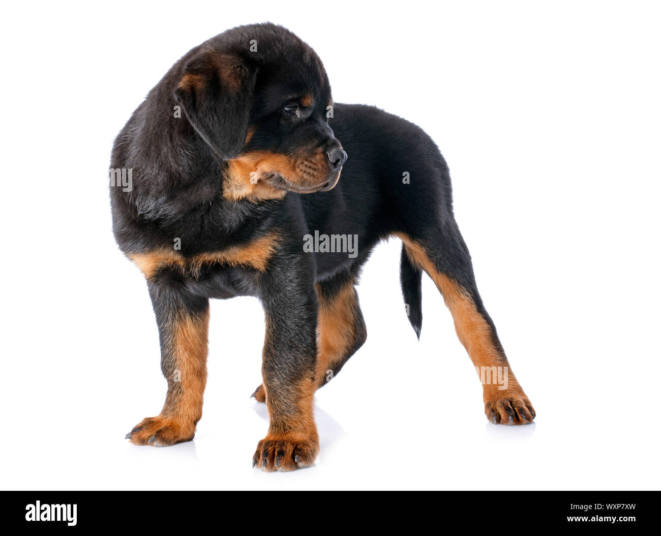 portrait of a purebred puppy rottweiler in front of white background ...
