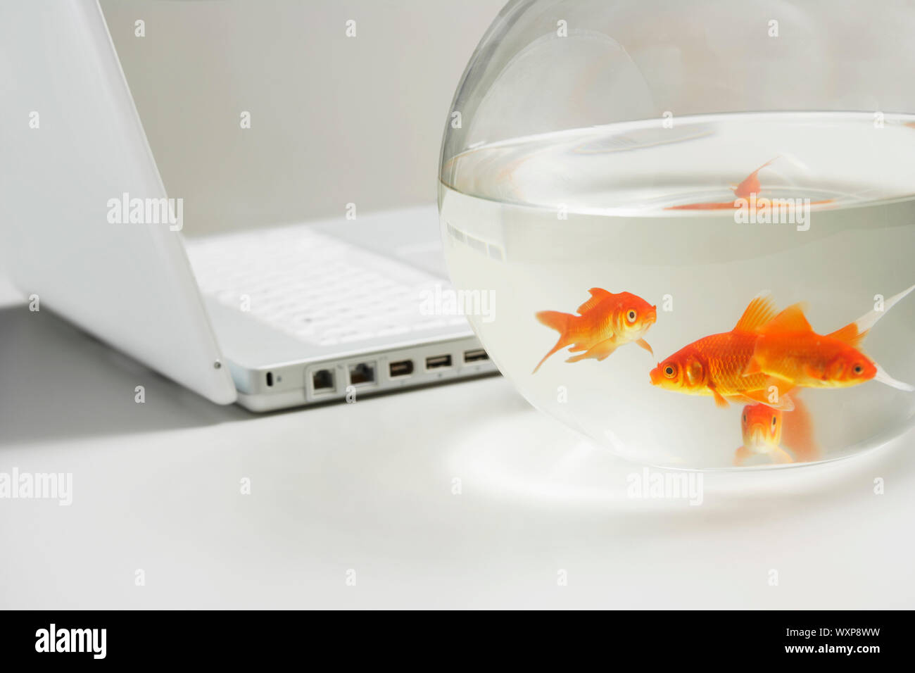 Goldfish and Laptop Stock Photo - Alamy