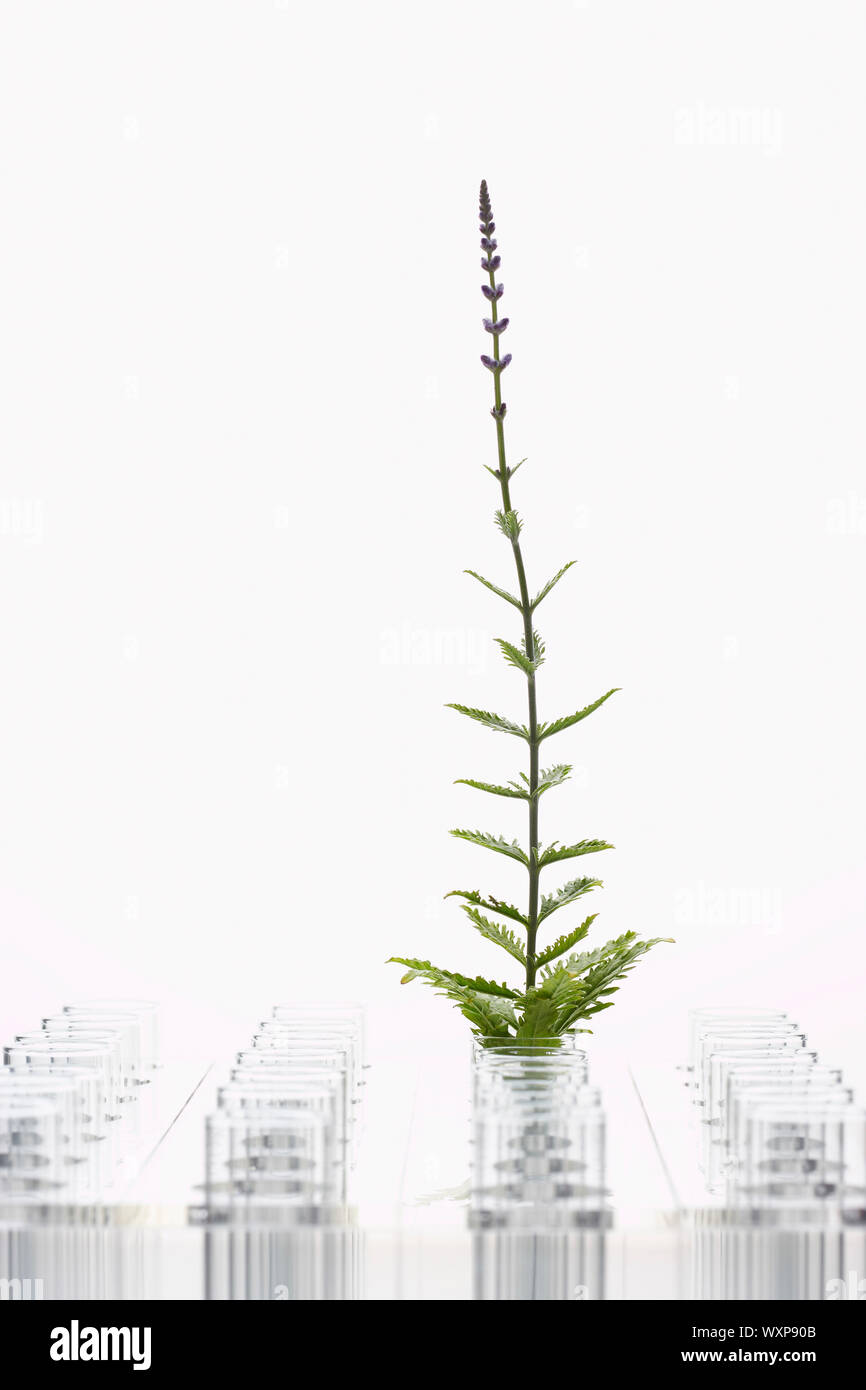 Plant in glass surrounded by empty glasses Stock Photo - Alamy