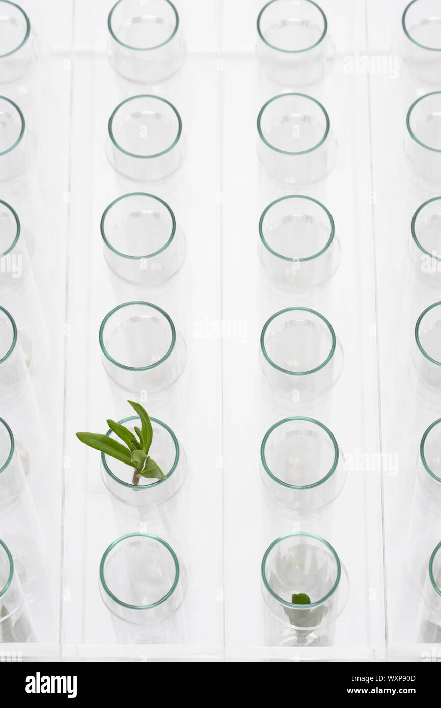 Plant in glass surrounded by empty glasses Stock Photo - Alamy