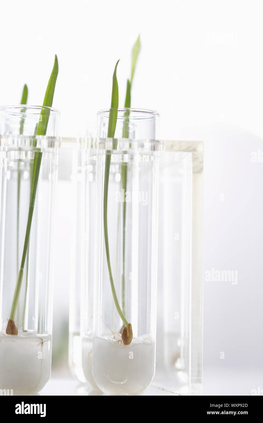 Seedlings growing in test tubes Stock Photo - Alamy