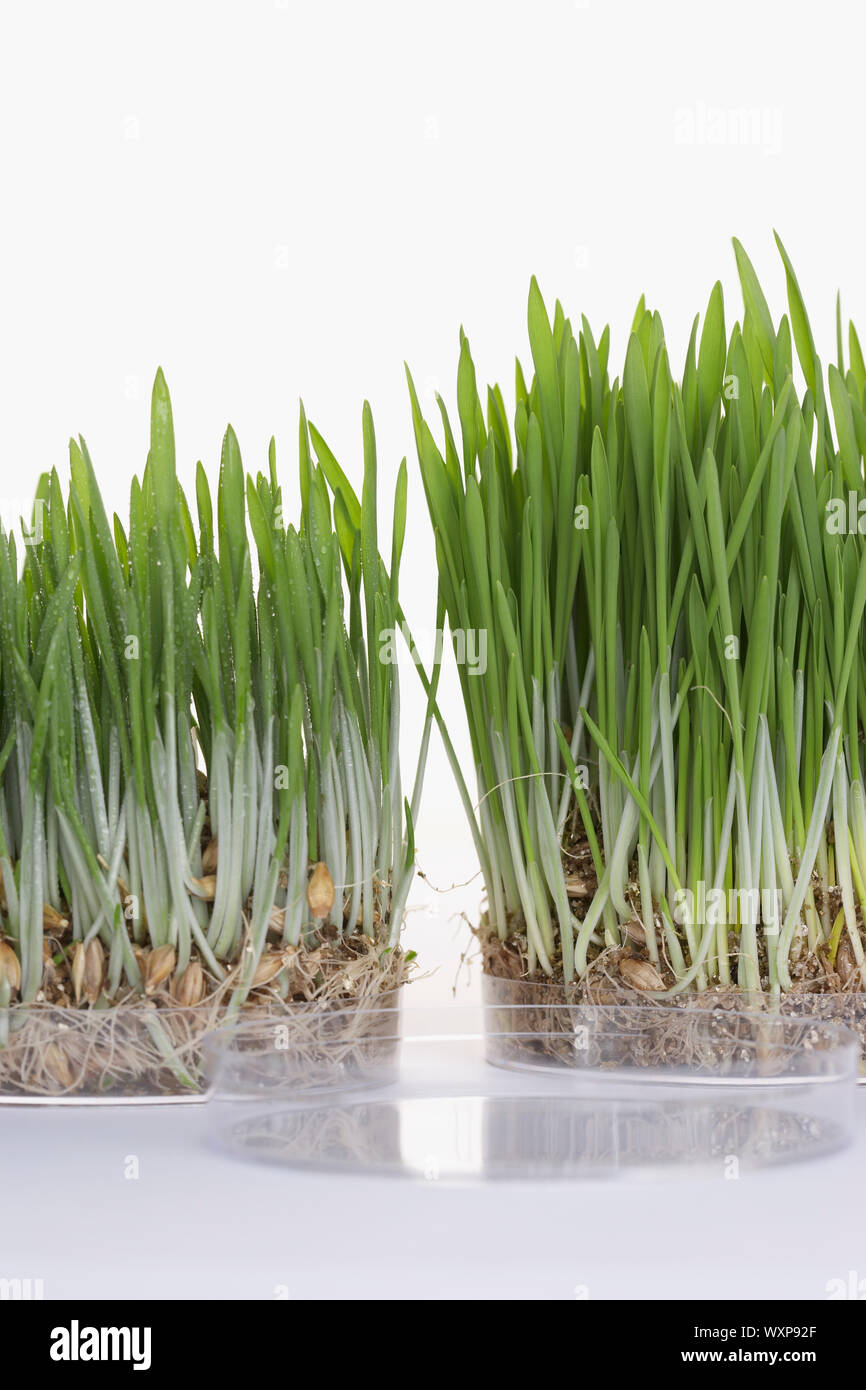 Side view grass with roots hi-res stock photography and images - Alamy