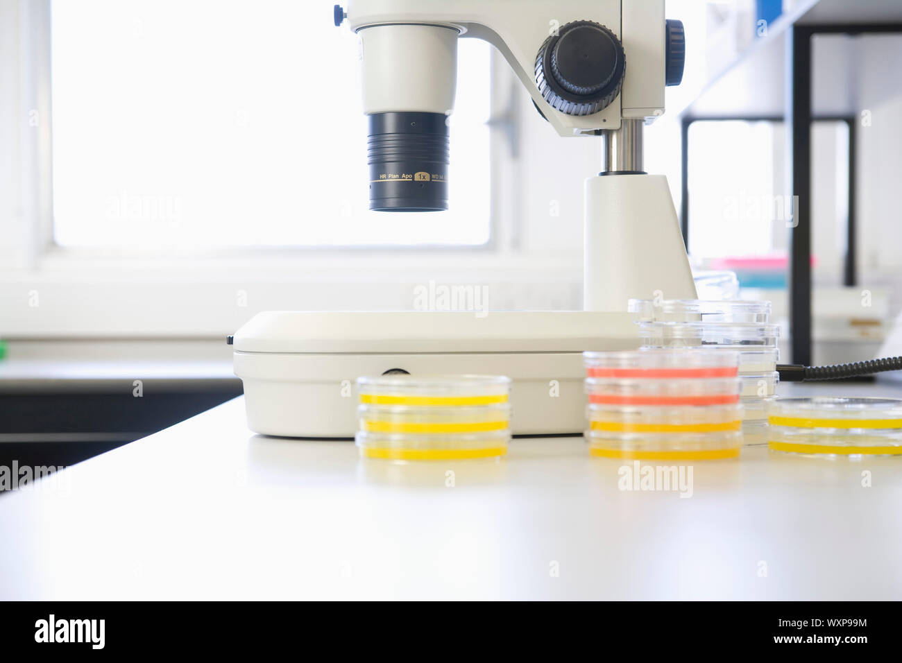 Microscope and petri dishes on table in laboratory Stock Photo - Alamy