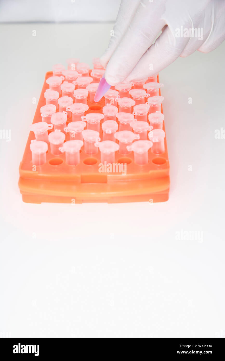 Scientist working violet sample in hi-res stock photography and images ...