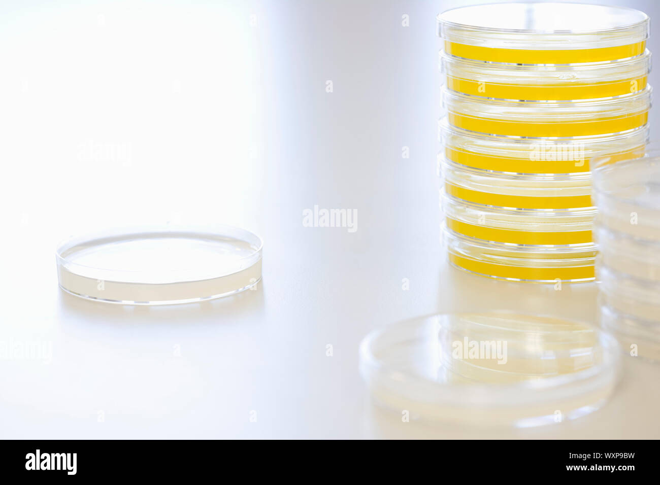 Petri dishes stack hi-res stock photography and images - Alamy