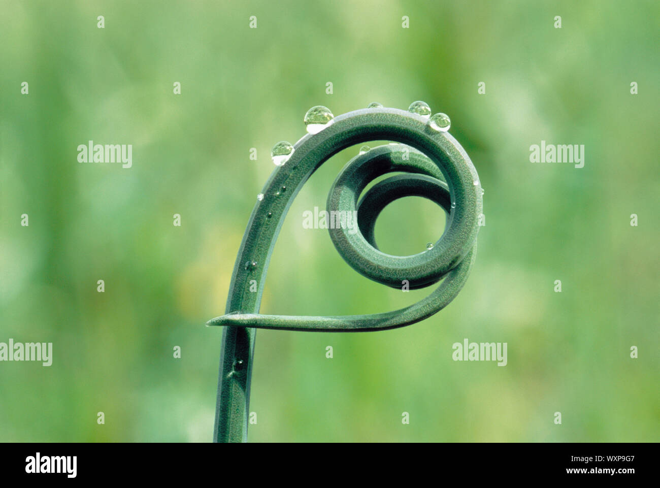 Curly vine hi-res stock photography and images - Alamy