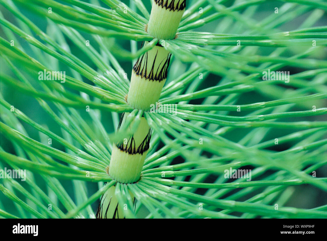 Horsetail Stem close up (Equisetum Stock Photo - Alamy