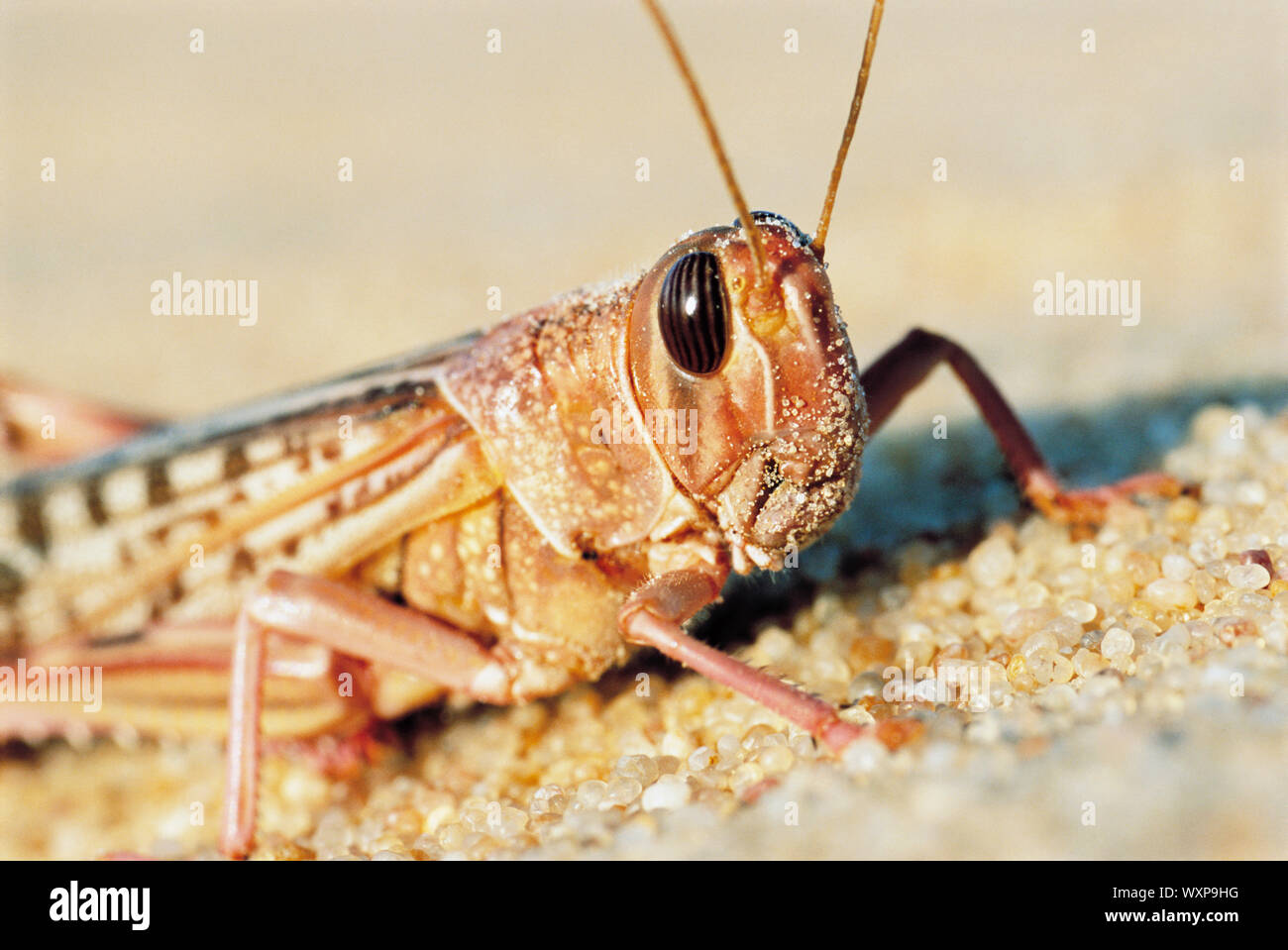 Locusts hi-res stock photography and images - Alamy