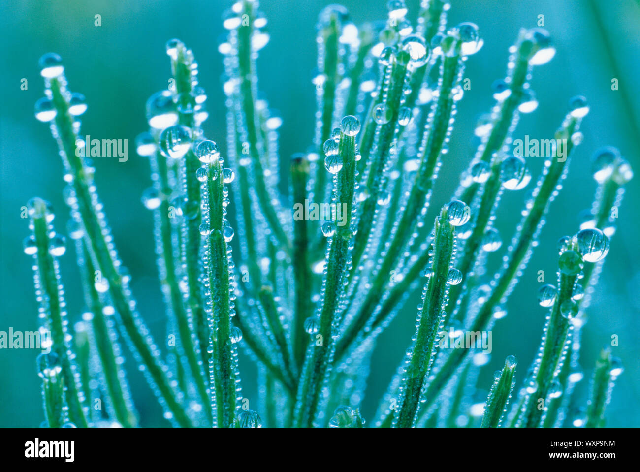 Dew on Field Horsetail Stock Photo - Alamy