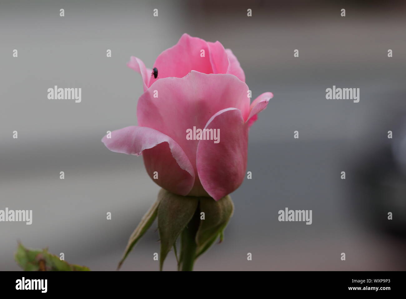 Pink rose bud hi-res stock photography and images - Alamy