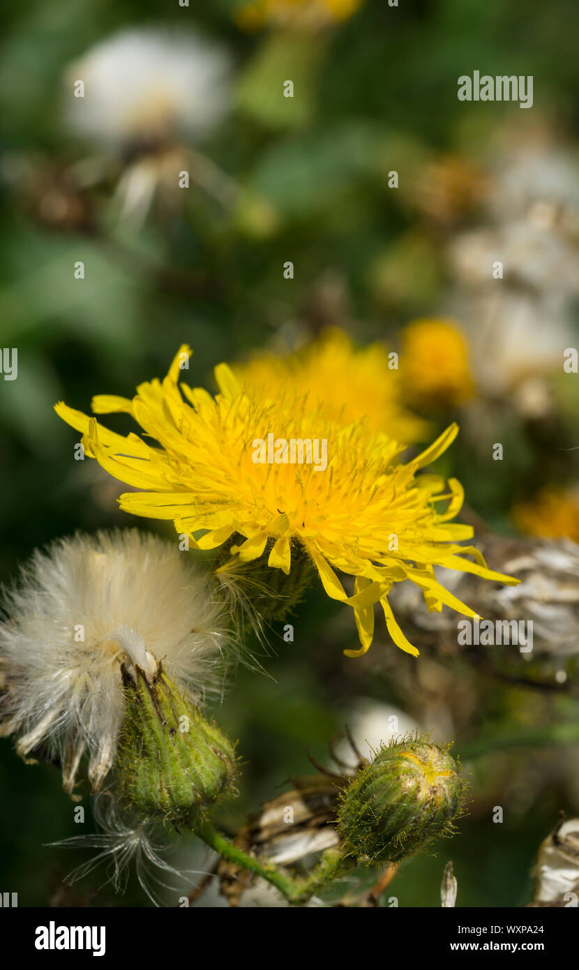 Sow thistle seeds hi-res stock photography and images - Alamy