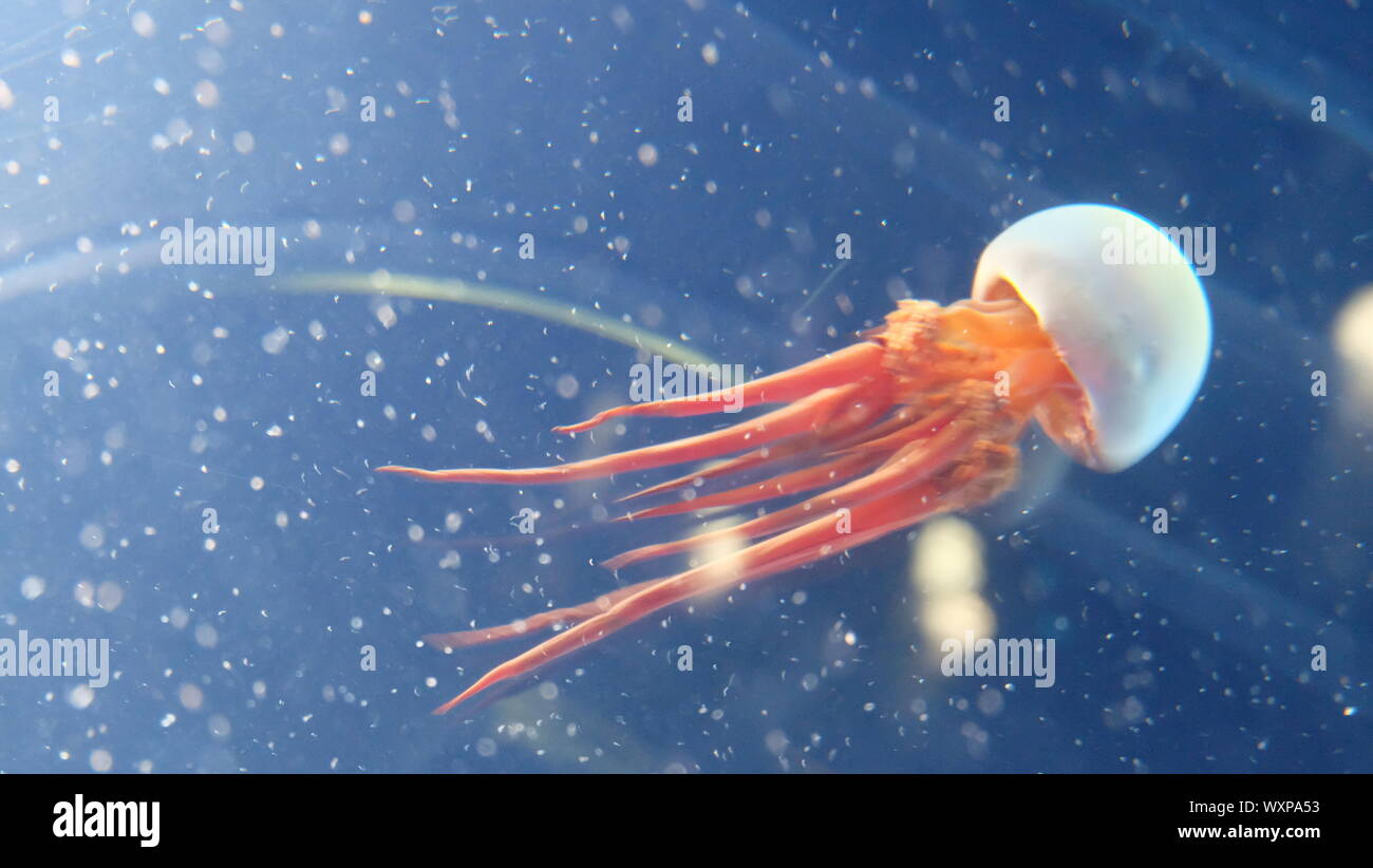 Sea life osaka aquarium kaiyukan hi-res stock photography and images ...