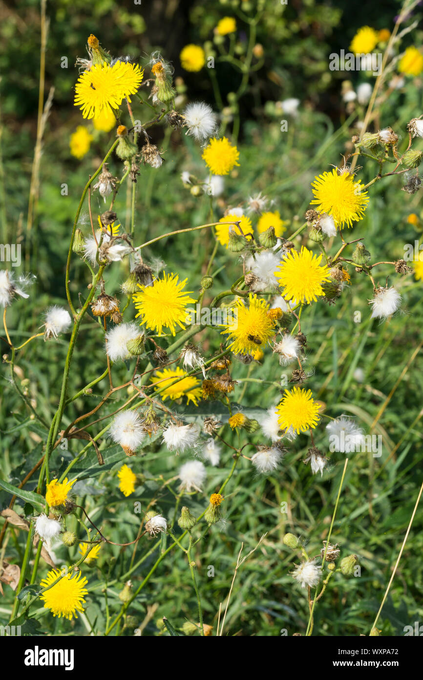 Seeding sow thistle hi-res stock photography and images - Alamy