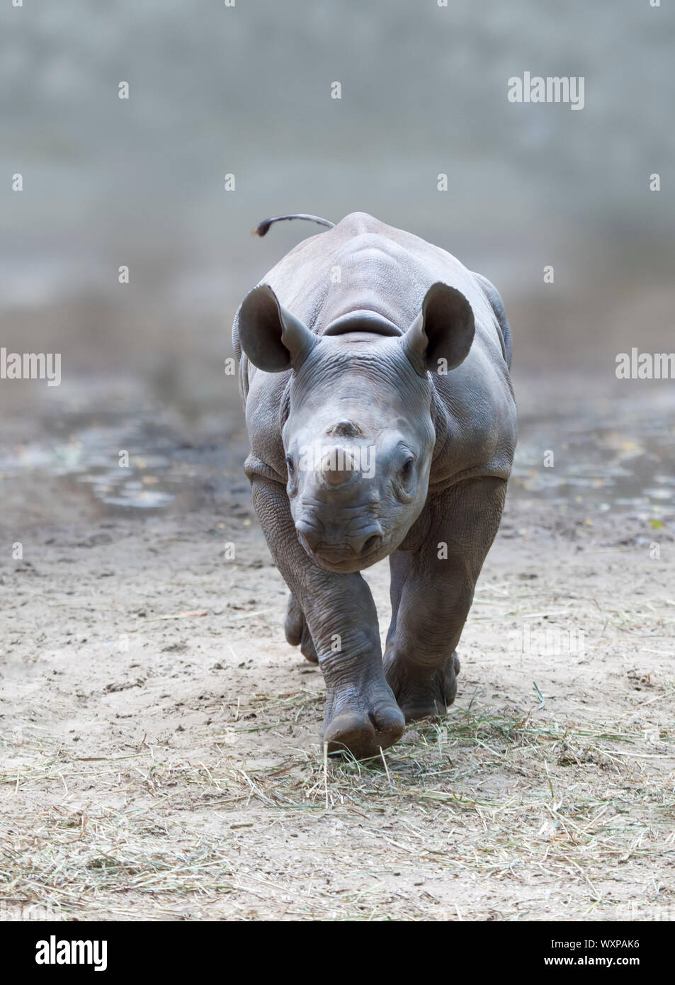An image of a beautiful young rhino Stock Photo - Alamy