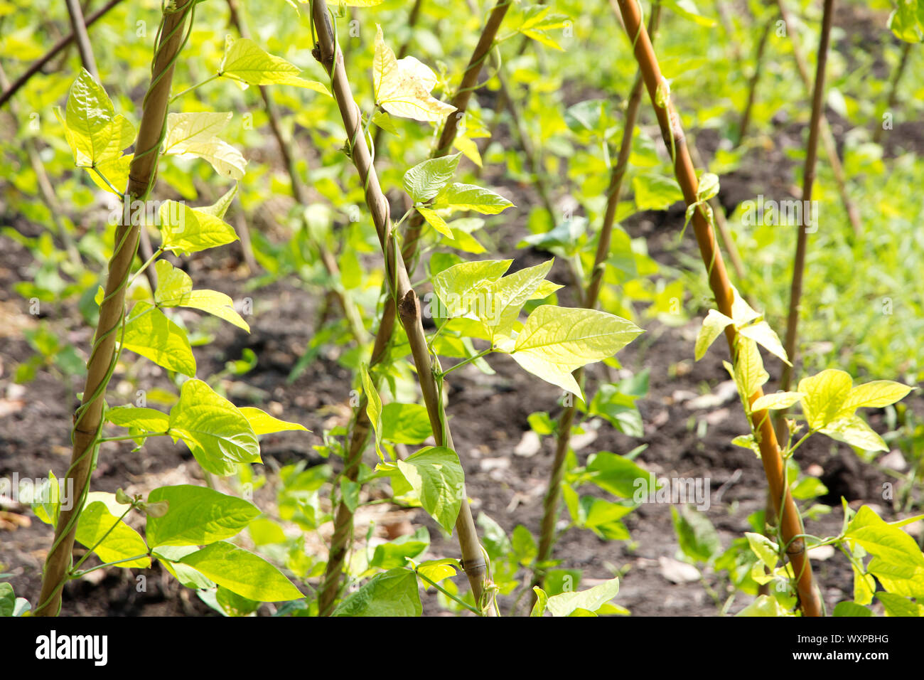 Cow pea farm hi-res stock photography and images - Alamy