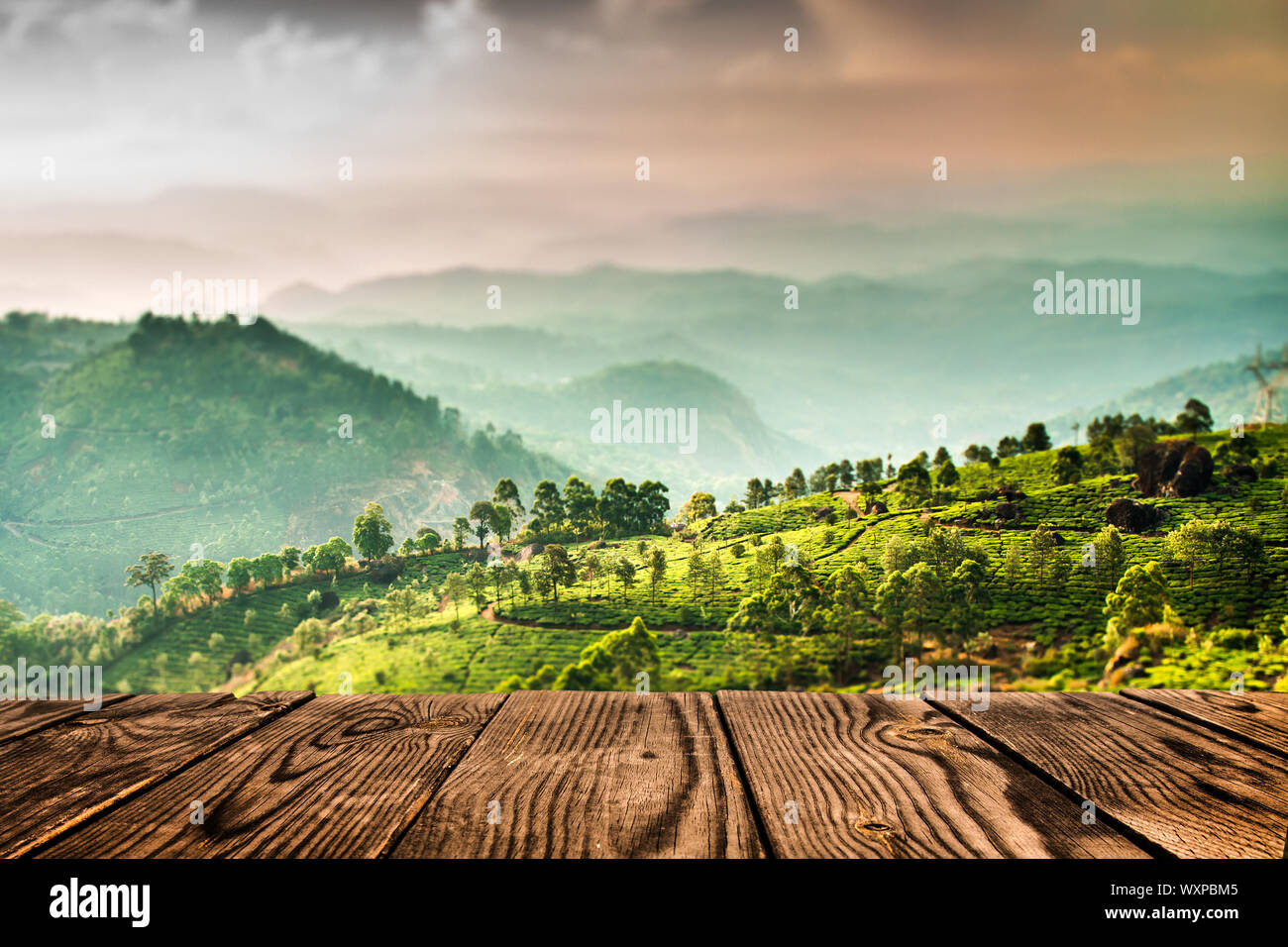 Landscape of the tea plantations in India, Kerala Munnar. (tilt shift ...