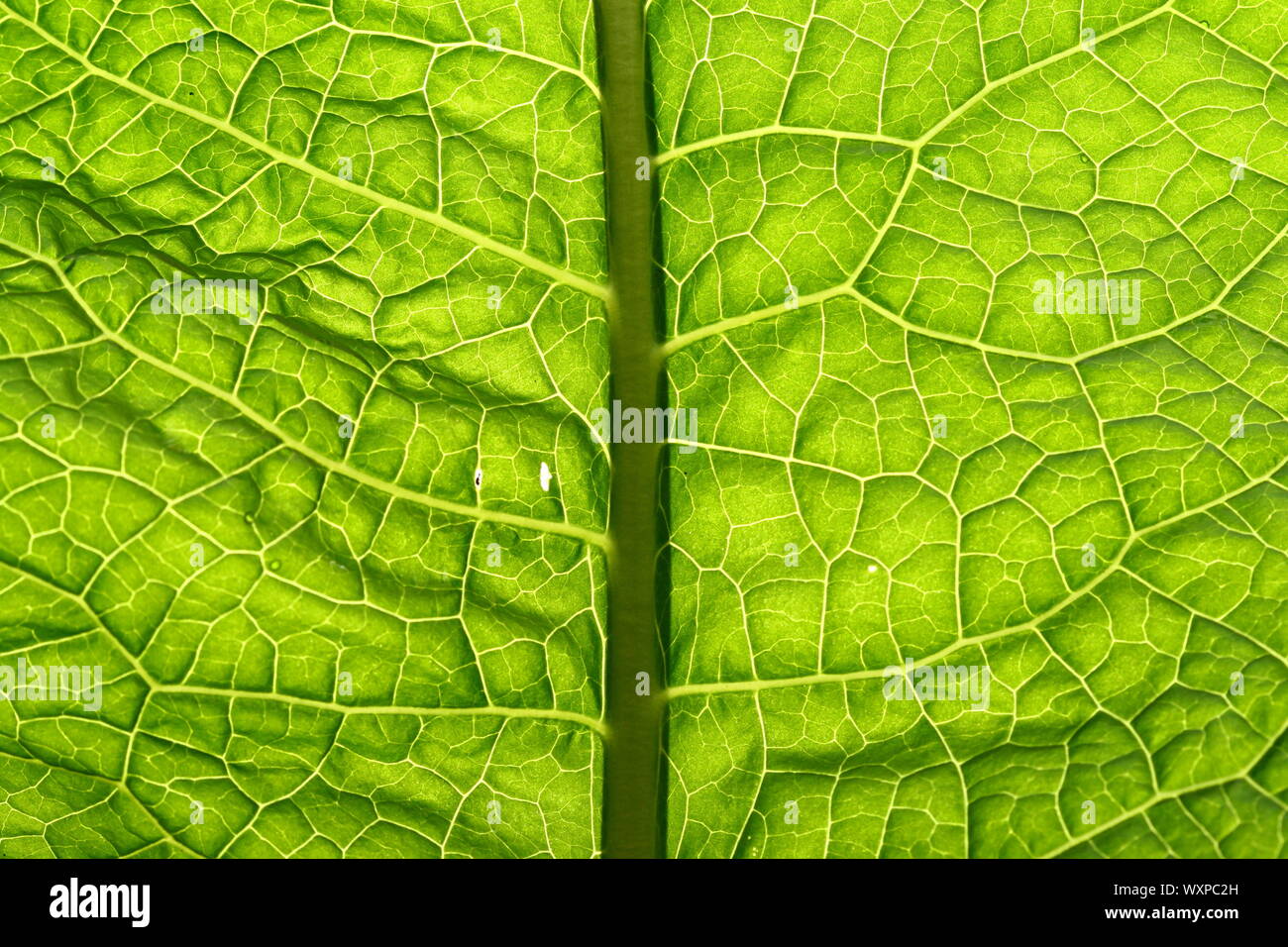 summer green leaf macro close up Stock Photo - Alamy