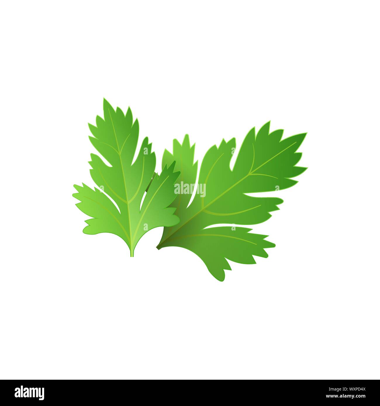 Realistic fresh parsley leaf herb. Isolated flat vector element for ...
