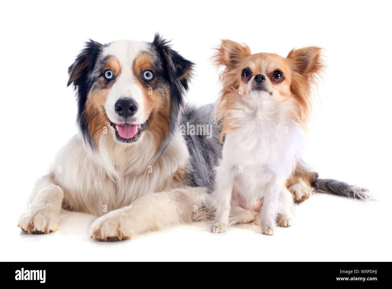 Chihuahua Australian Shepherd Mix Puppies