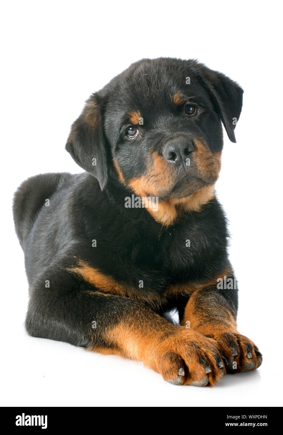 portrait of a purebred puppy rottweiler in front of white background ...