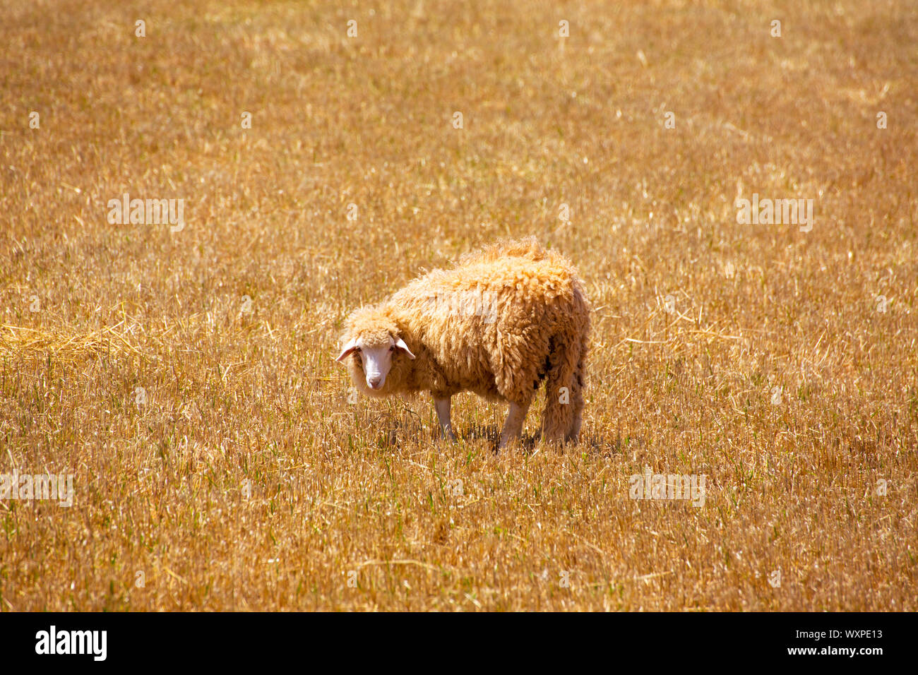 Cattle Farm Menorca Minorca High Resolution Stock Photography and ...