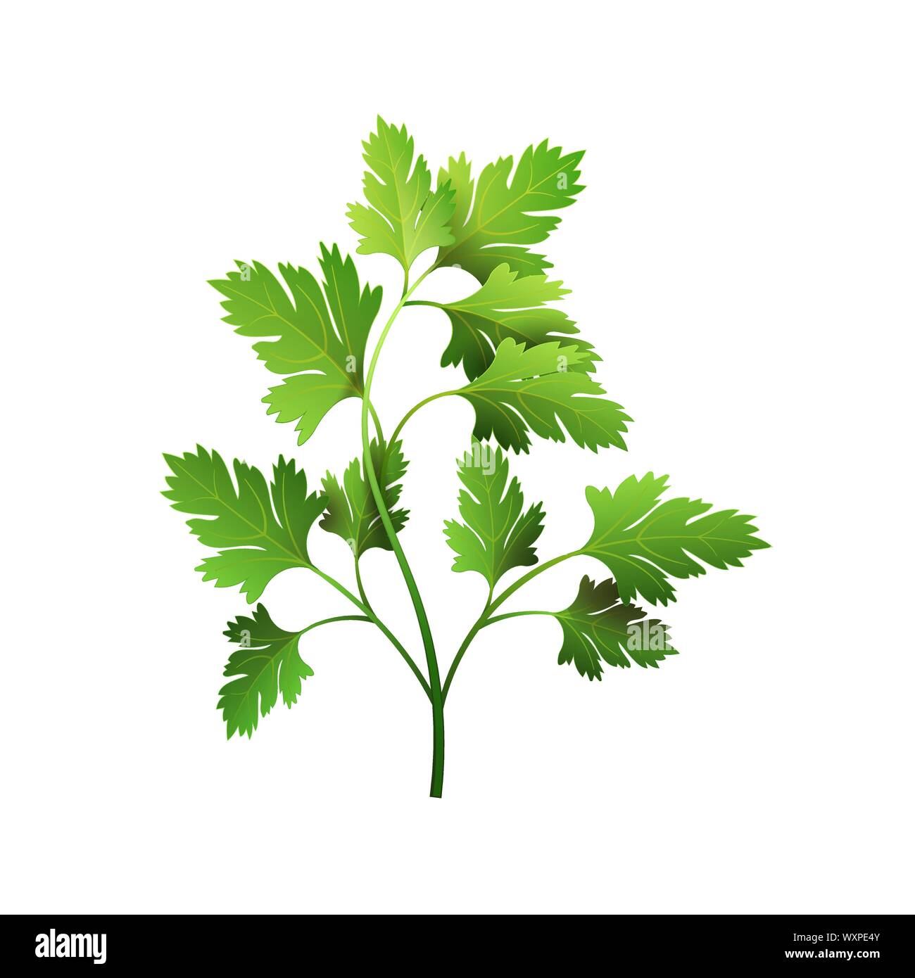 Realistic fresh parsley leaf herb. Isolated flat vector element for ...